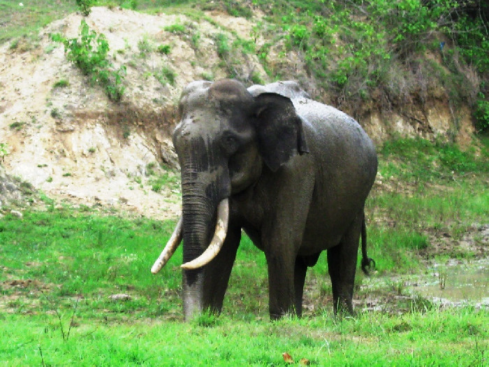 4 Days Coorg :: Lorienttravels